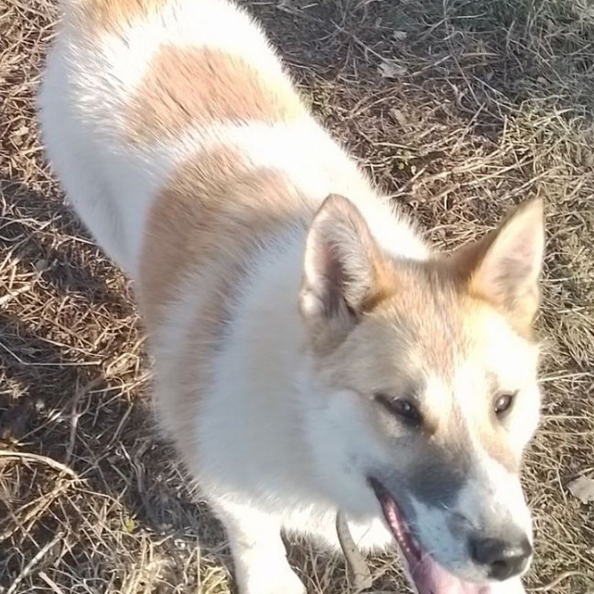 Щенок девочка зслайкт