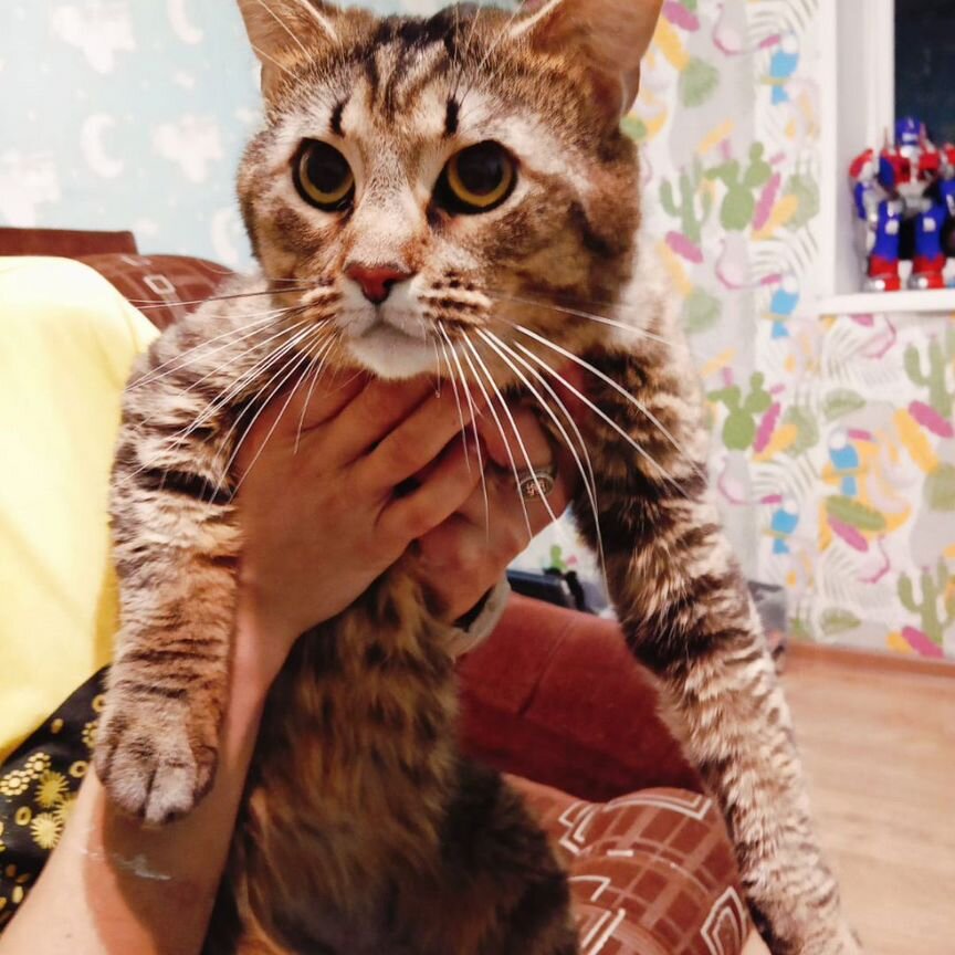 Кот метис