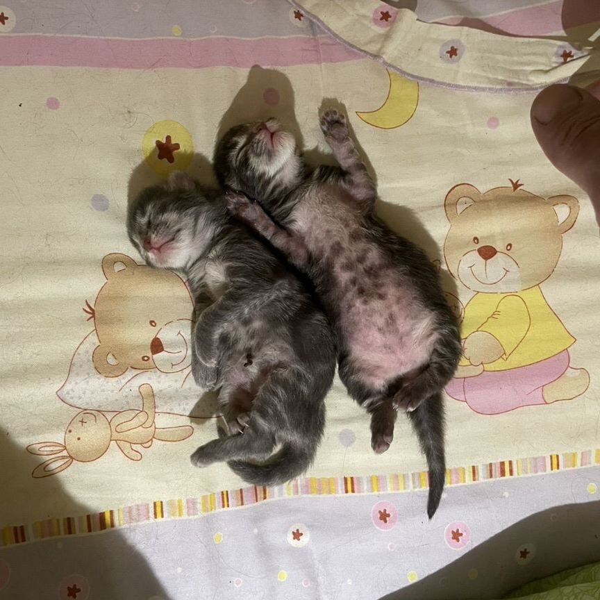 Котята мейн-кун