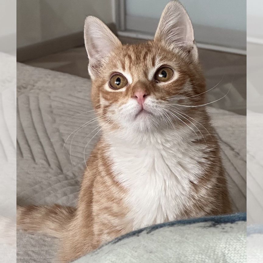 Котёнок в добрые руки