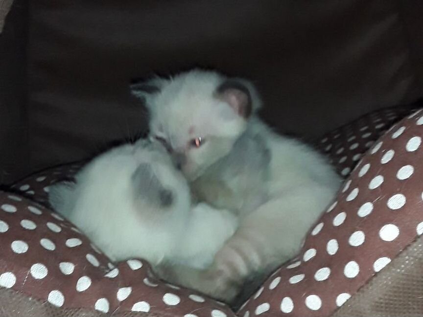 Котята в добрые руки бесплатно