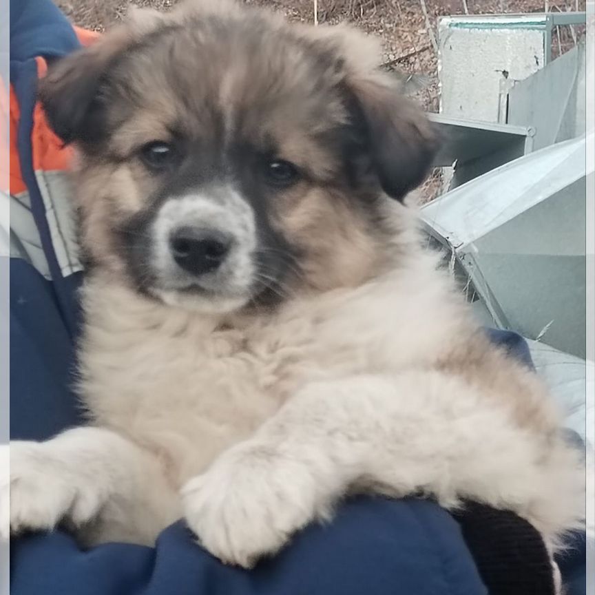 Щенок в добрые руки