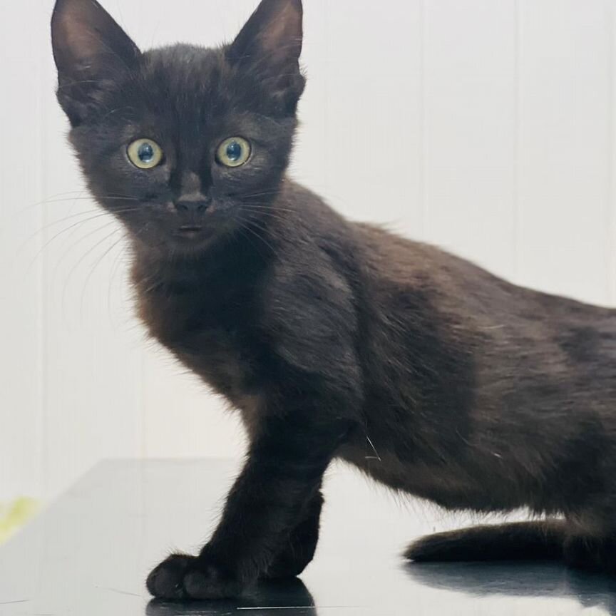 Котенок мальчик ищет дом