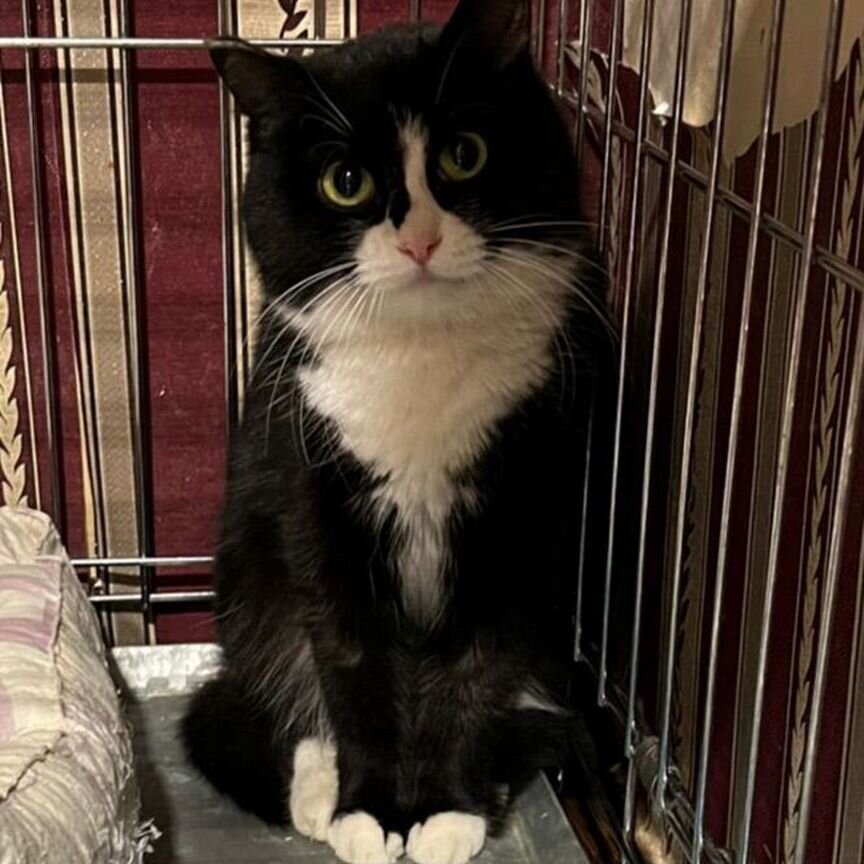 Филиция в клетке, нужен дом