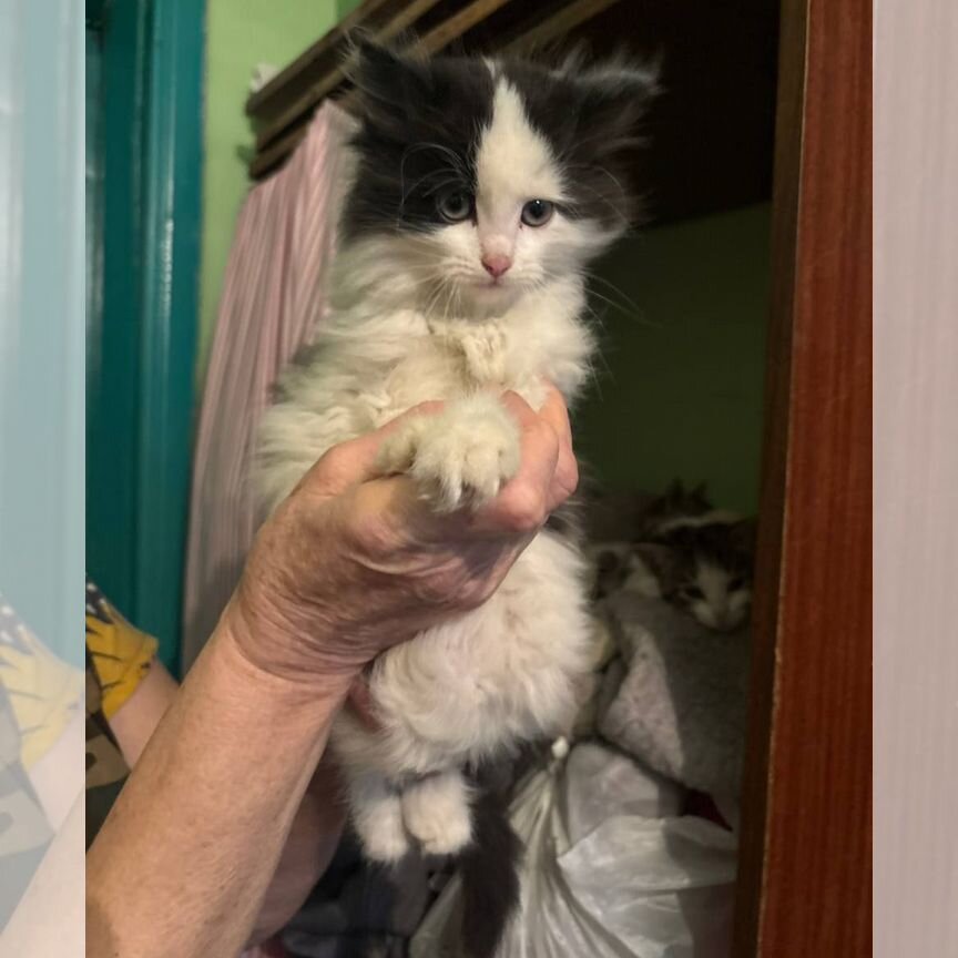 Котёнок в добрые руки