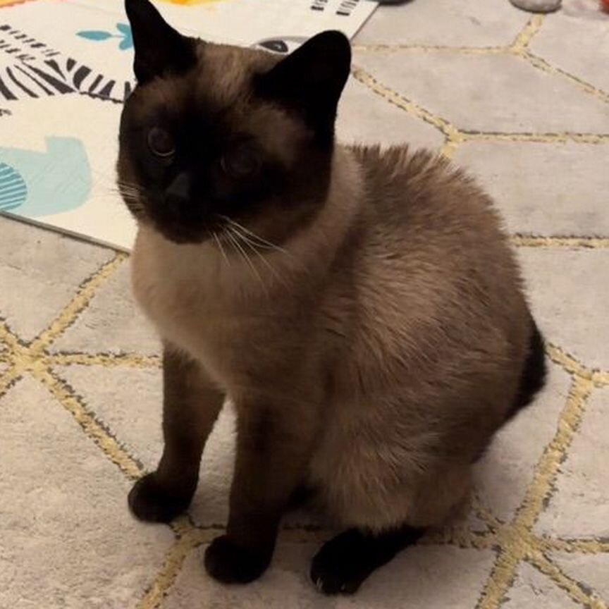 Тайский кот, взрослый