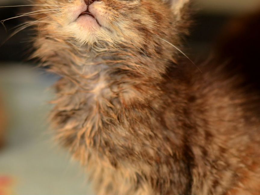Котенок Стеша ищет дом