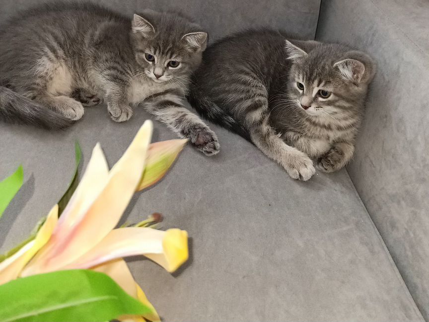 Котики