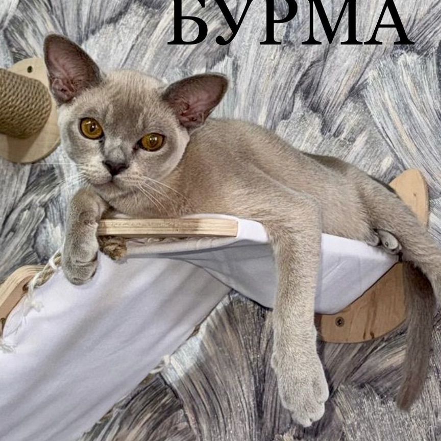 Чистокровные Бурманские котята с родословной