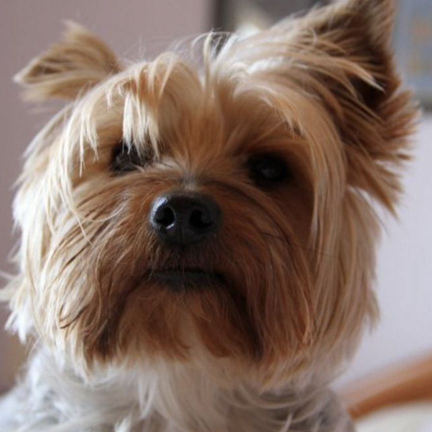 Йоркширский терьер, взрослый пёс