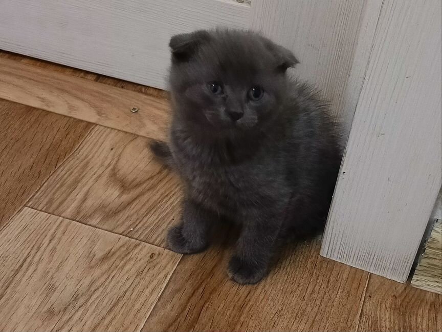 Котята вислоухие