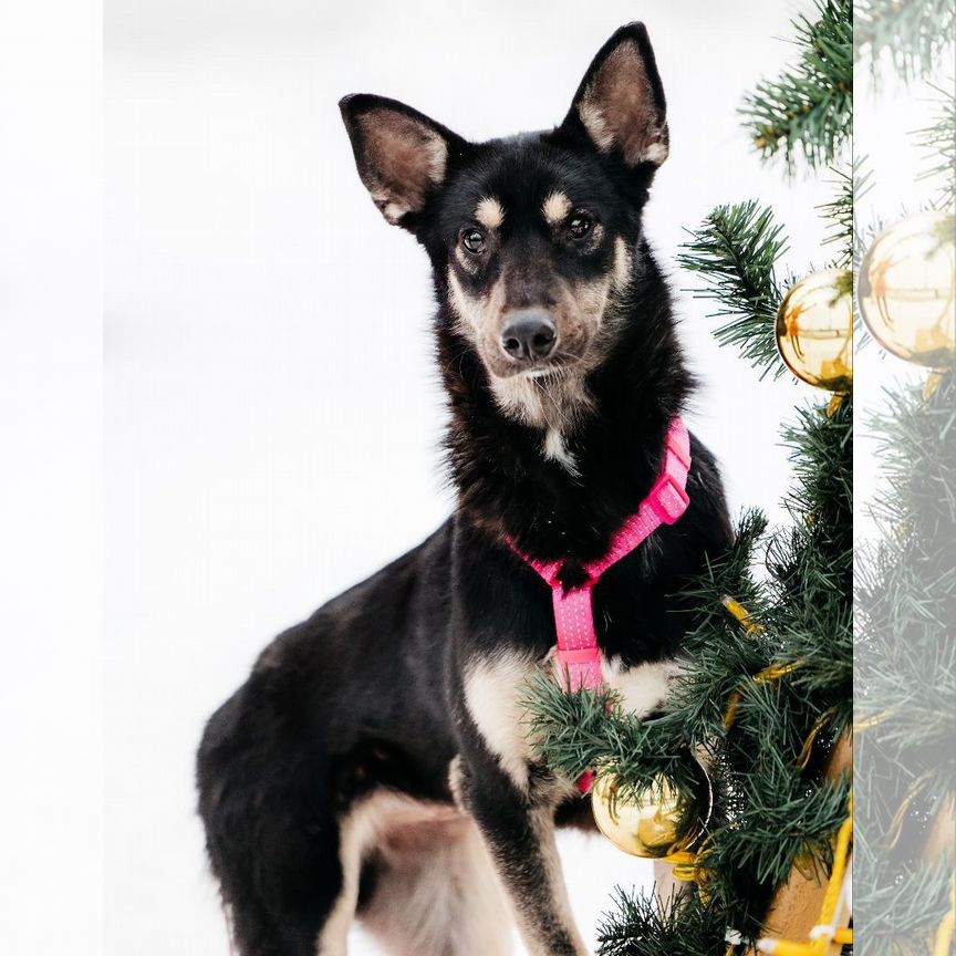 Взрослая собака в добрые руки