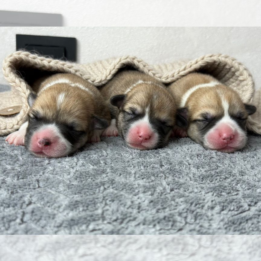 Вельш Корги Пемброк, щенок