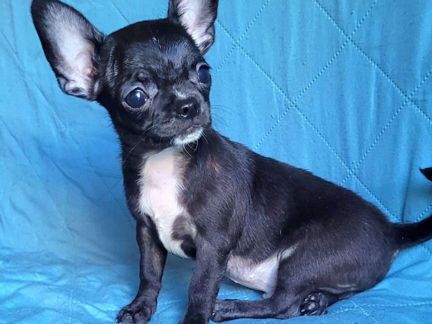 Чихуахуа чудесные детки