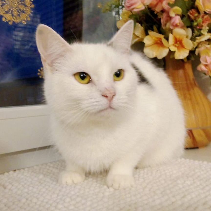 Кошка Вита в добрые руки