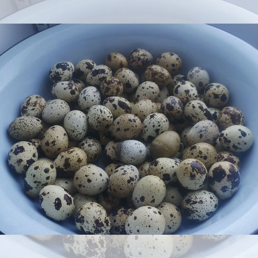 Яйца перепелиные домашние