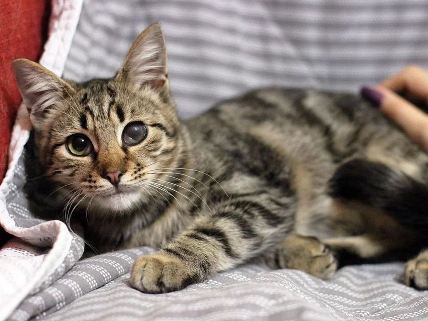 Котик Кузя ищет свою семью