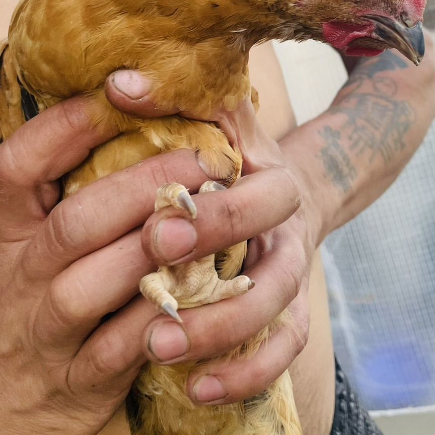 Молодые петухи