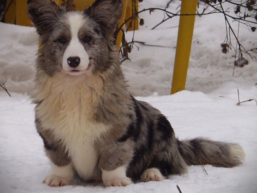 Щенки вельш корги
