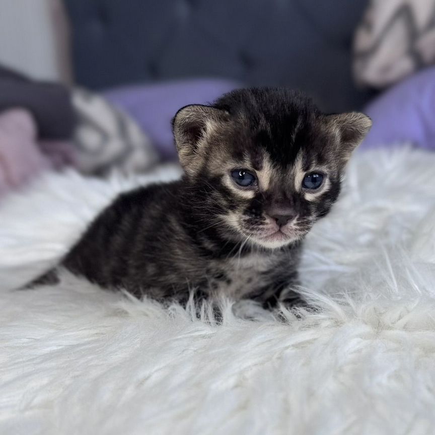 Уголь девочки