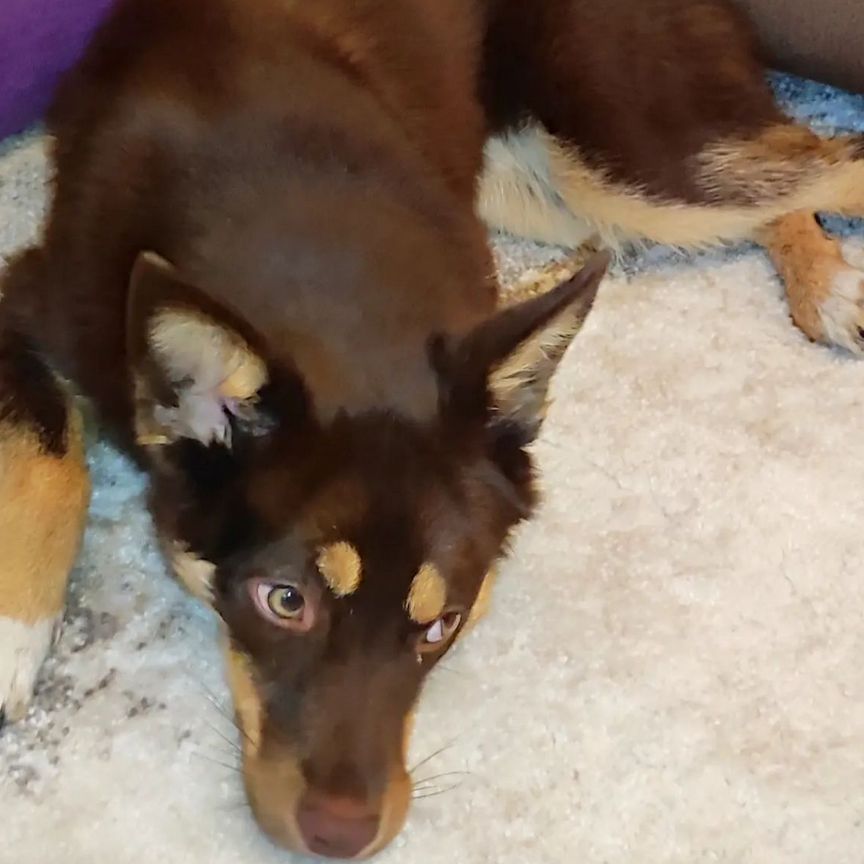 Щенок в добрые руки