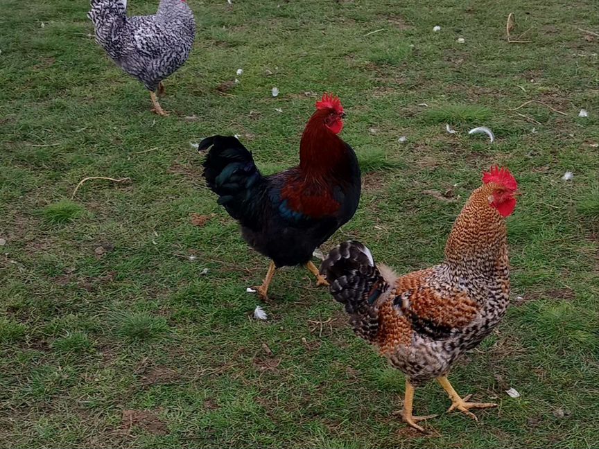 Продам петухов