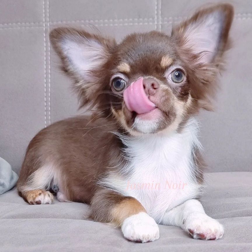 Чихуахуа, щенок