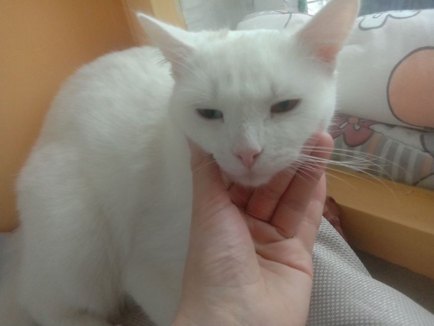 Отдам котёнка 9 мес