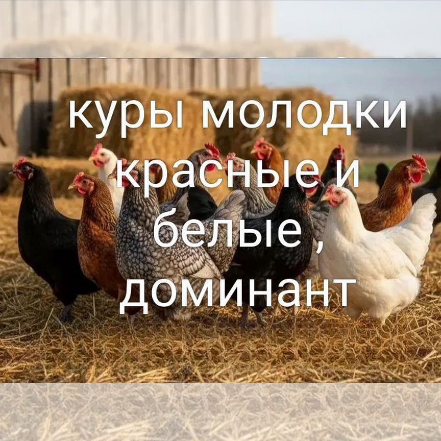 Куры молодки и несушки
