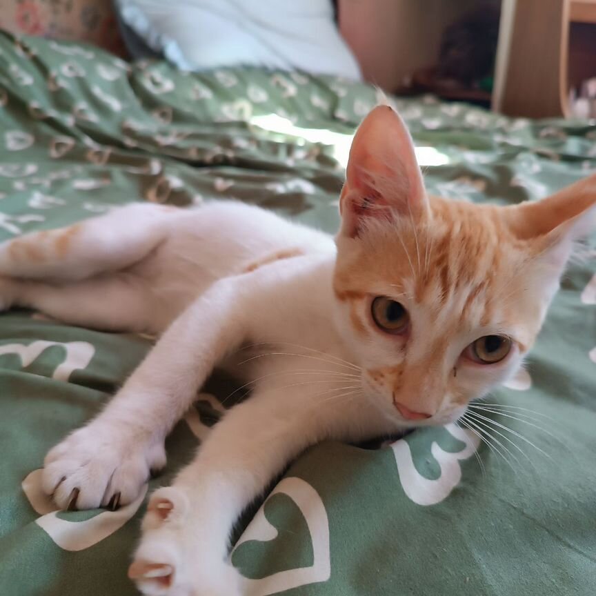 Котик в добрые руки