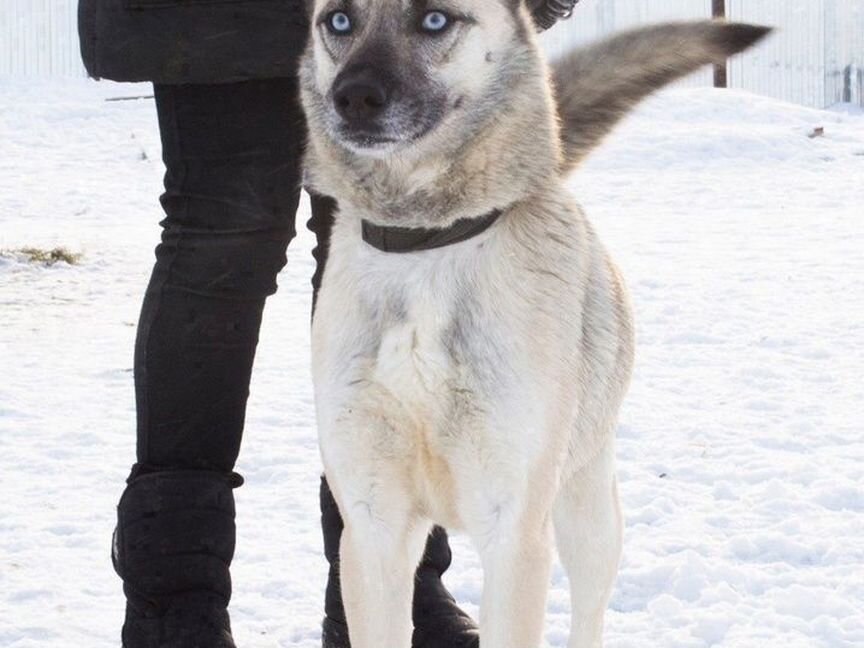 Собака Варвара в хорошую семью бесплатно