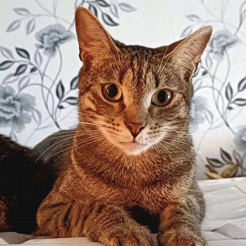 Котик в добрые руки добрый