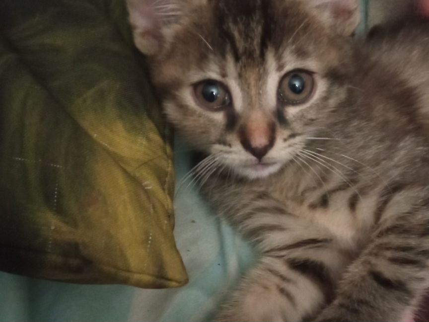 Котенок Диана 2 месяца
