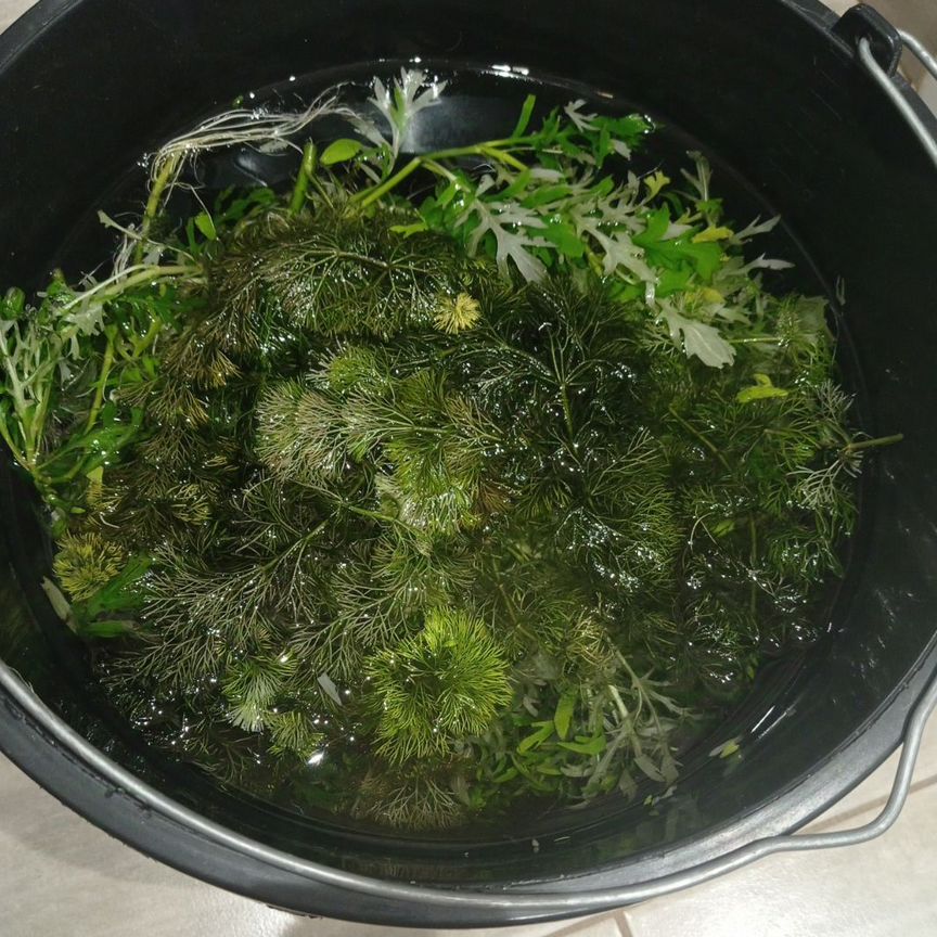 Аквариумные растения прополка