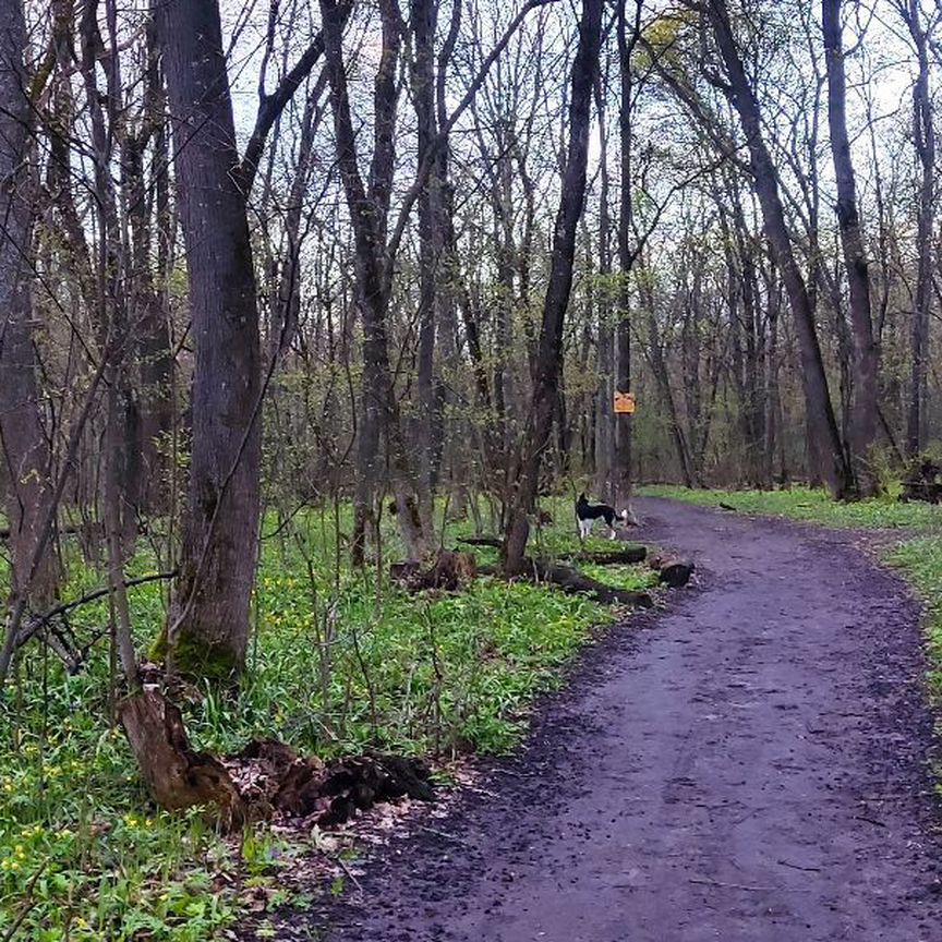 Бордер-колли, взрослая собака
