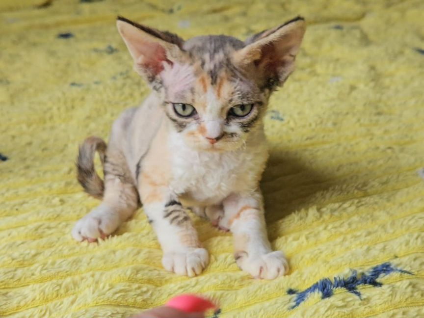 Малышка девоночка