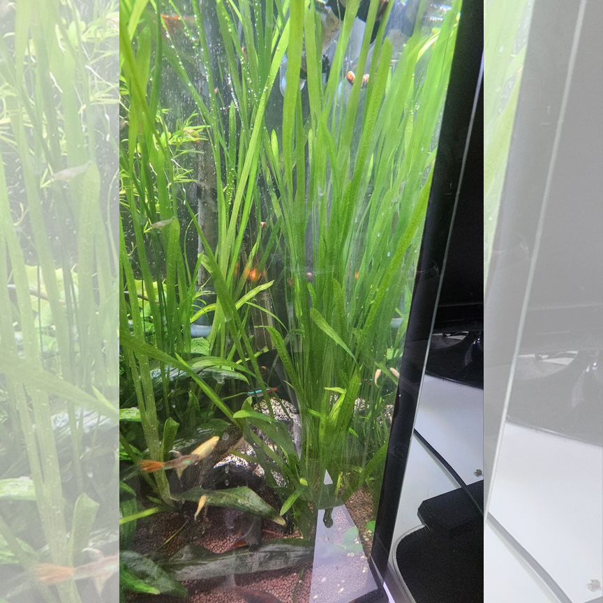 Живые растения для аквариума