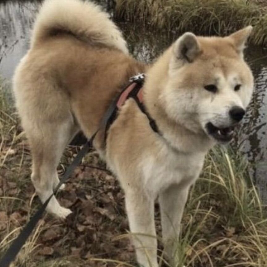 Акита ину