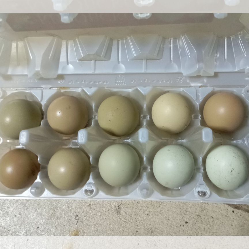 Яйцо инкубационное фазанов (охотничьи)