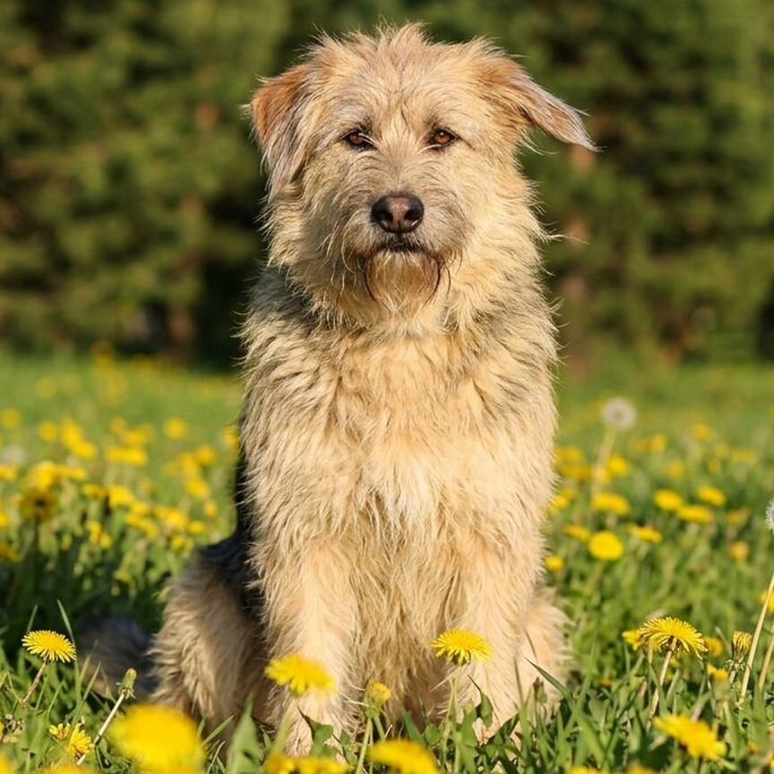 Щенок в добрые руки