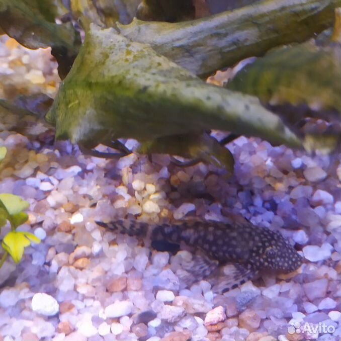 Сомик анциструс обмен на растения