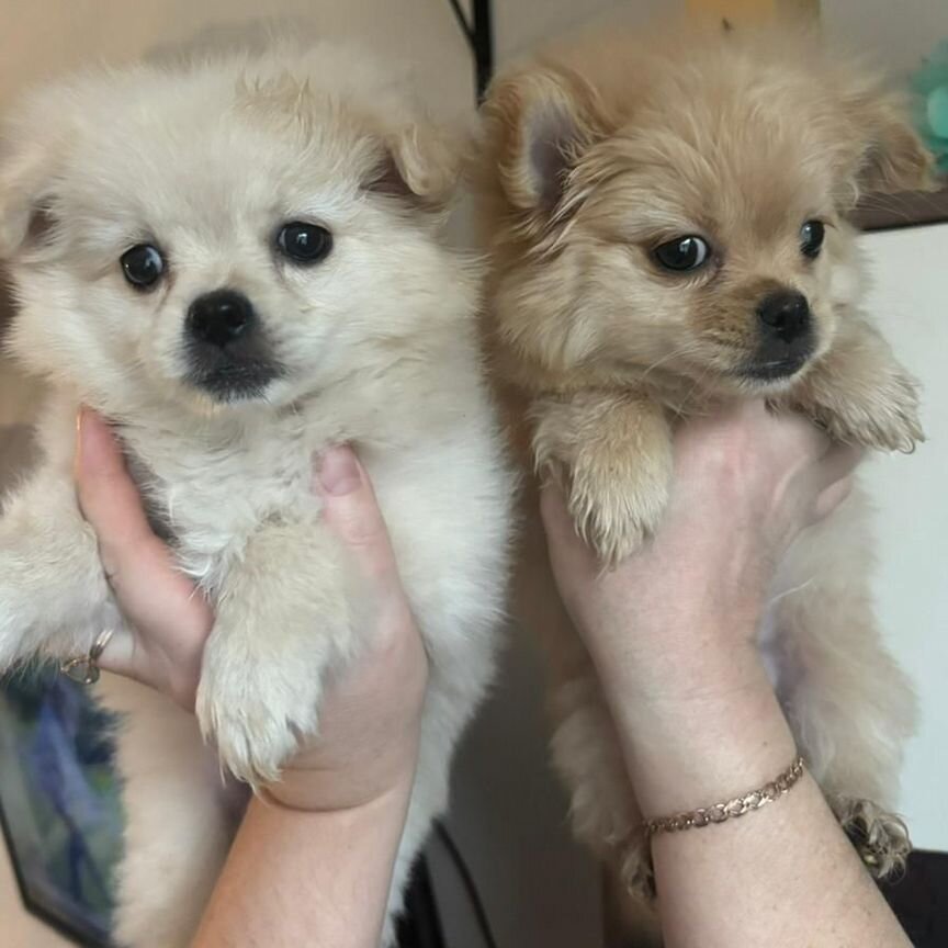 Померанский шпиц, щенок