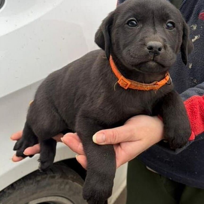 Лабрадор-ретривер, щенок