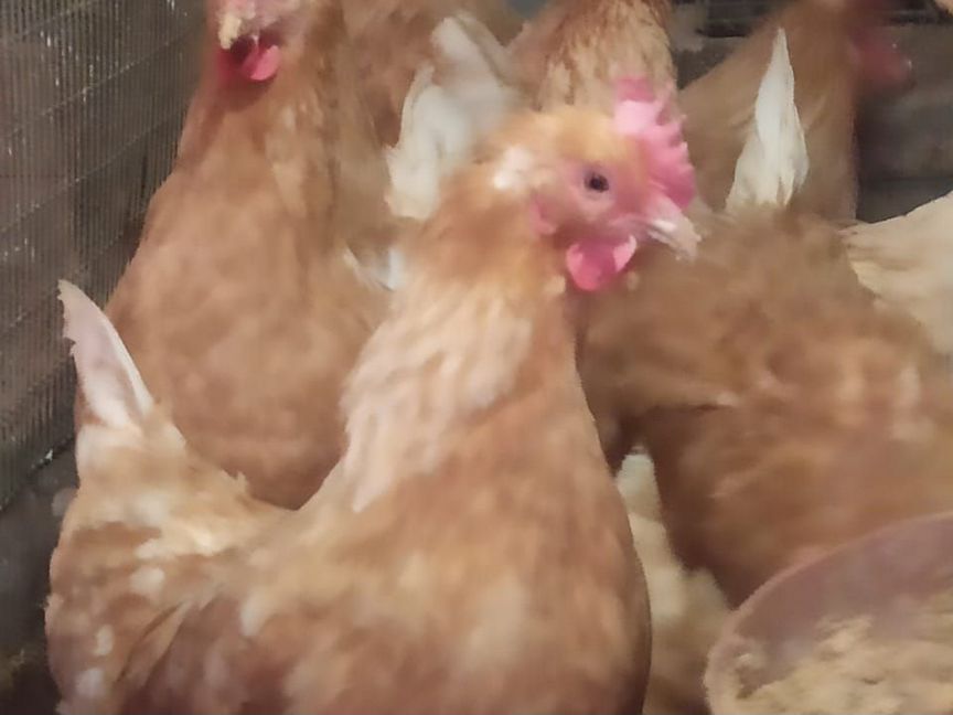 Брама, фавероль, минимясные, павловские,орловские