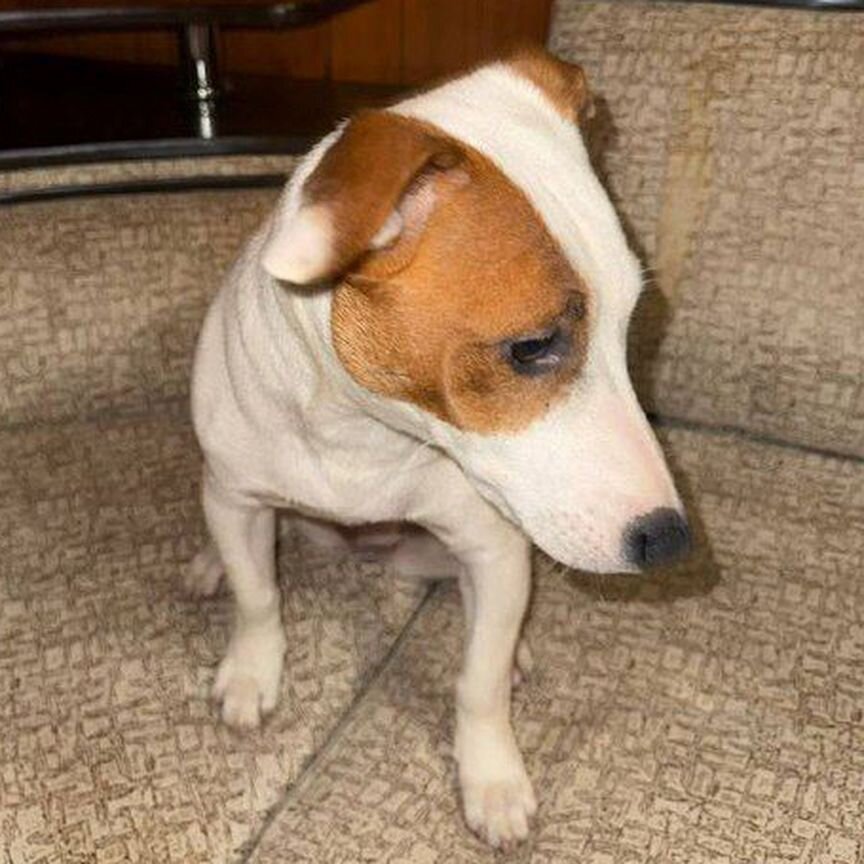 Джек-рассел-терьер, щенок