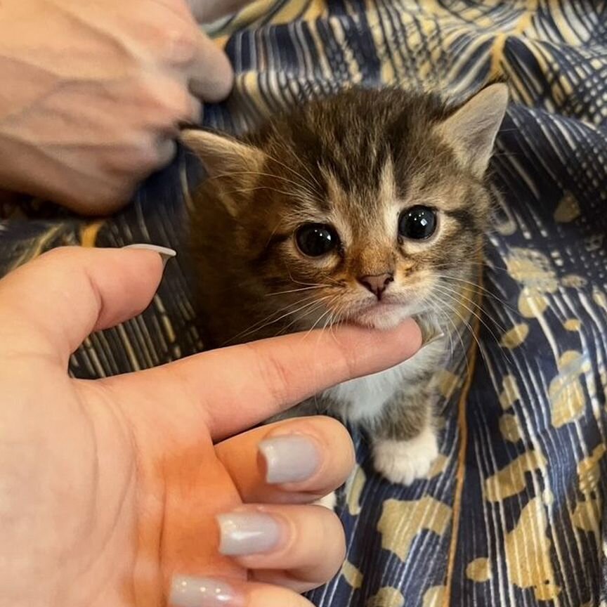 Котёнок в добрые руки