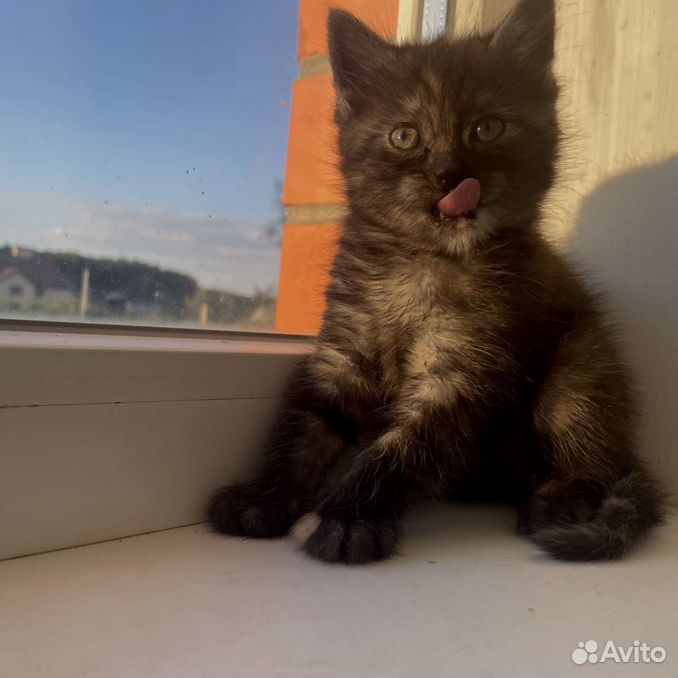 Котенок дымчатый. Ставрополь