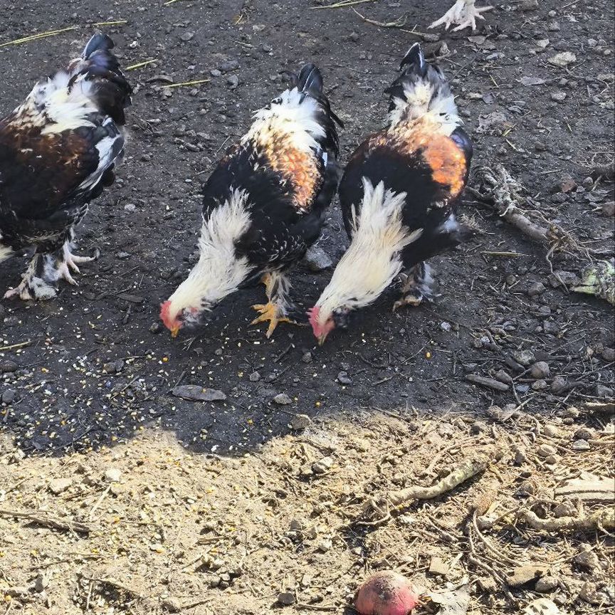 Фавероль лососевая петухи