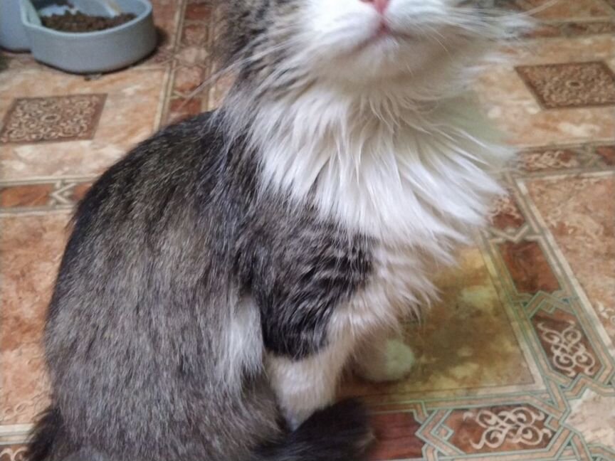 Котик Джоник ищет дом