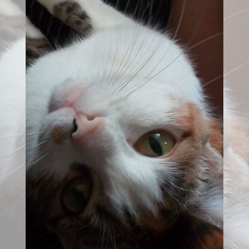 Взрослая кошка в добрые руки